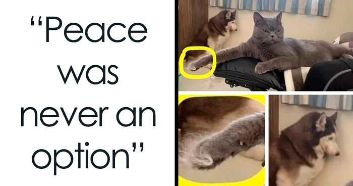 30 Of The Funniest Animal Memes To Make Your Day, As Seen On This ...