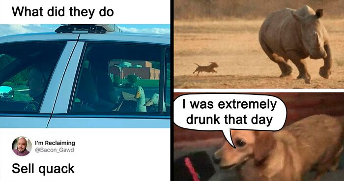 30 Of The Funniest Animal Memes To Make Your Day, As Seen On This ...