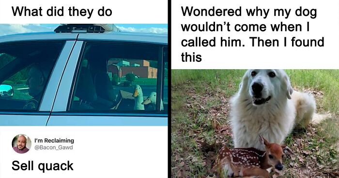 30 Of The Funniest Animal Memes To Make Your Day, As Seen On This Instagram Page