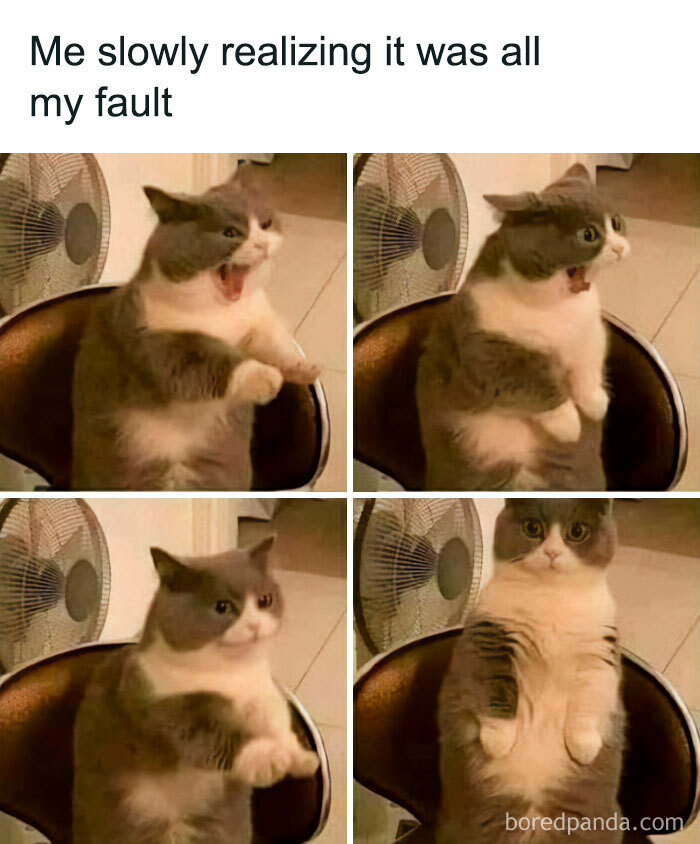 50 Funny And Relatable Cat Pics And Memes To Brighten Up Your Day 50 Funny And Relatable Cat Pics And Memes To Brighten Up Your Day