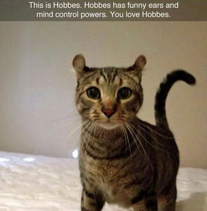 50 Funny And Relatable Cat Pics And Memes To Brighten Up Your Day ...