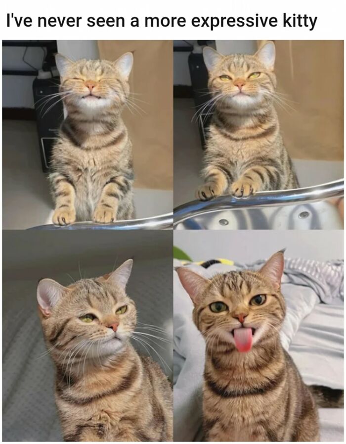 50 Funny And Relatable Cat Pics And Memes To Brighten Up Your Day 50 Funny And Relatable Cat Pics And Memes To Brighten Up Your Day