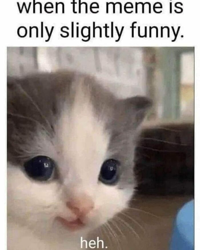 50 Funny And Relatable Cat Pics And Memes To Brighten Up Your Day 50 Funny And Relatable Cat Pics And Memes To Brighten Up Your Day