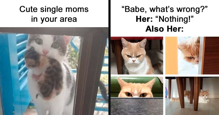 50 Funny Cat Photos Anyone Who Has Cats Should Appreciate