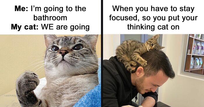 50 Funny Cat Photos Anyone Who Has Cats Should Appreciate