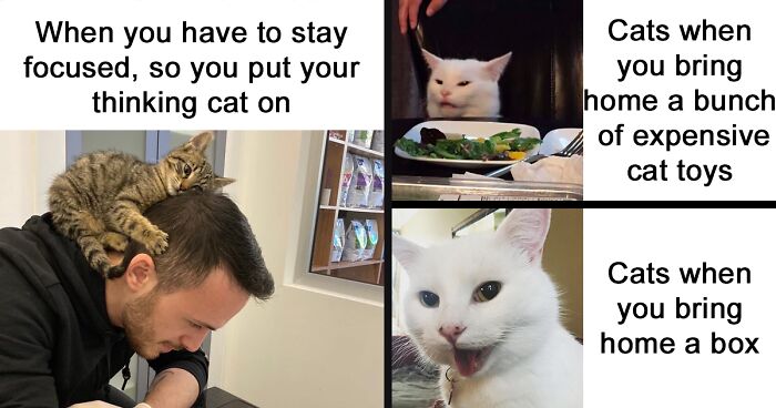 50 Funny Cat Photos Anyone Who Has Cats Should Appreciate