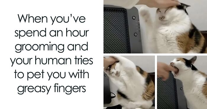 50 Funny Cat Photos Anyone Who Has Cats Should Appreciate