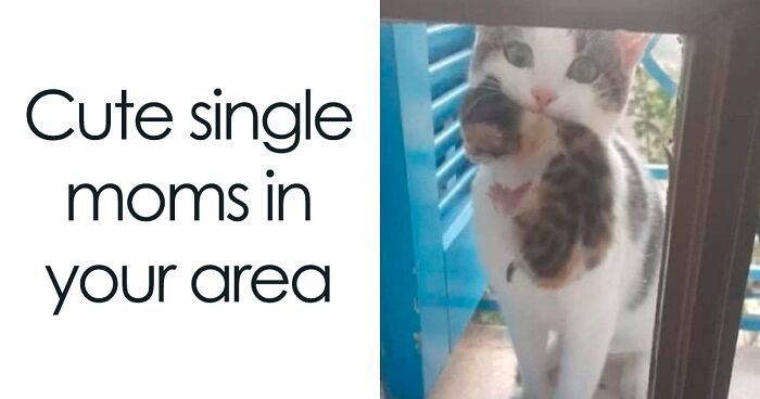 50 Funny Cat Photos Anyone Who Has Cats Should Appreciate