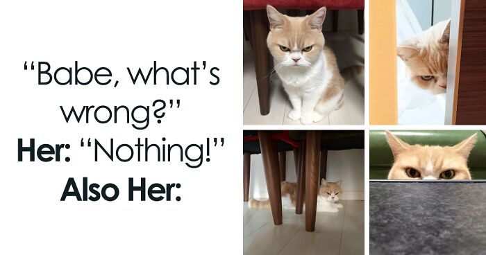 50 Funny Cat Photos Anyone Who Has Cats Should Appreciate
