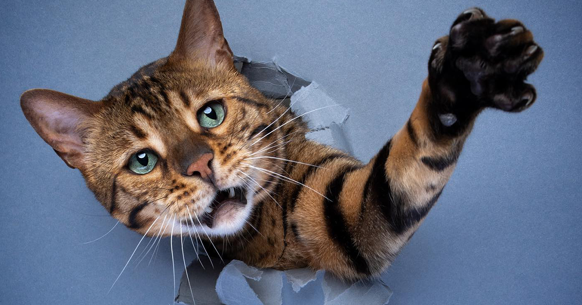 23 Photographs Of Cats Crossing A Paper Wall By Nils Jacobi | Bored Panda