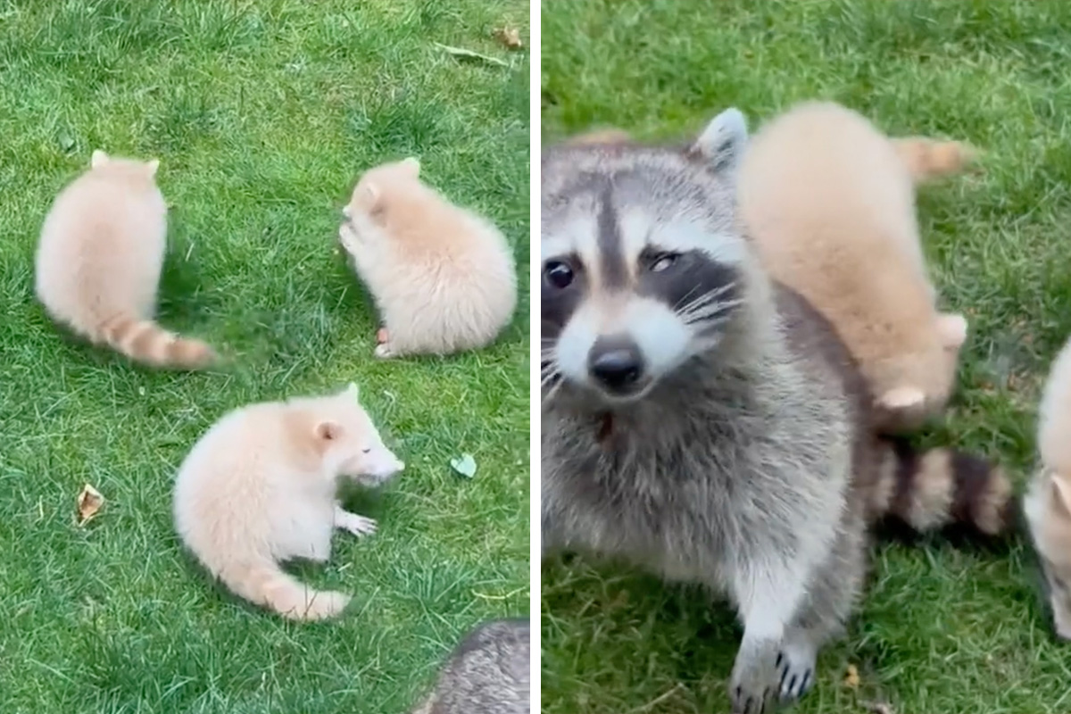 Watch Mama Raccoon Bringing Albino Babies To Her Favorite People