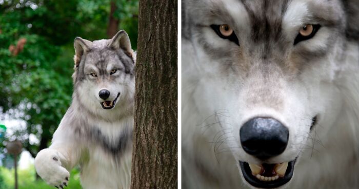 “I Feel I’m No Longer Human”: Man Spends $23,000 To Transform Into A Wolf