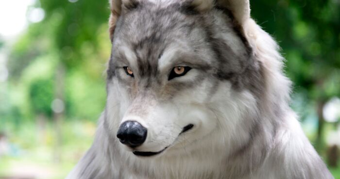 “I Feel I’m No Longer Human”: Man Spends $23,000 To Transform Into A Wolf