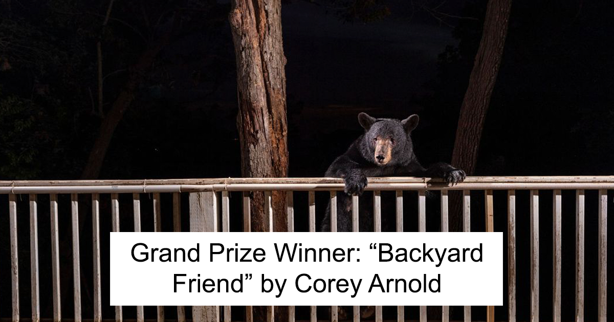 40 Images That Were Selected As Winners And Finalists Of This Year’s ...