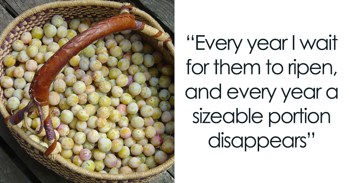 “Neighbor Yelled At Me Because I Harvested My Fruits Before She Could ...