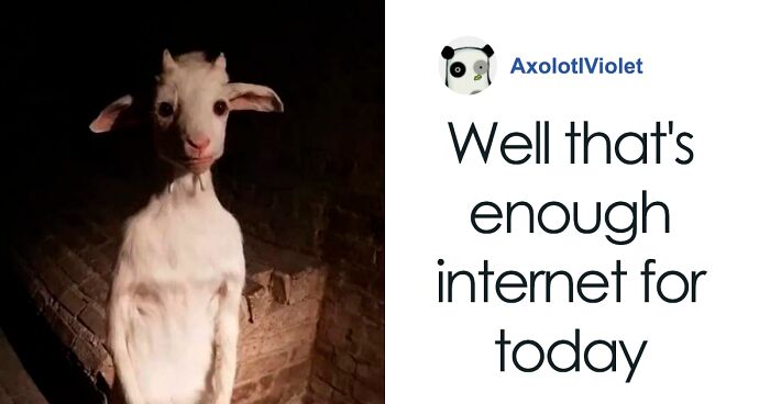 This Twitter Page Gets Odder And Odder With Each Post, So Here Are 30 ...