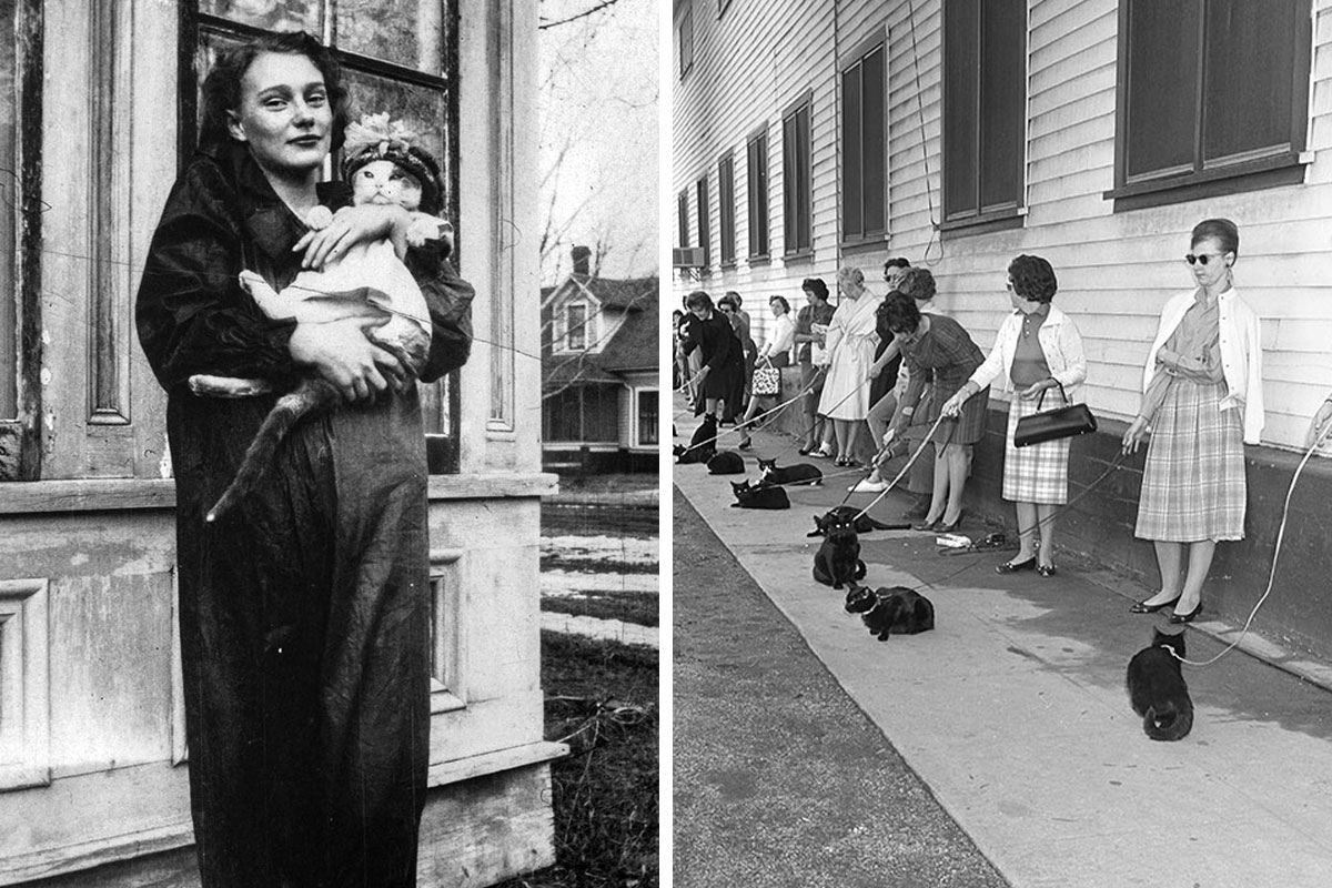 40 Best Vintage Cat Photos To Melt Your Heart | Bored Panda