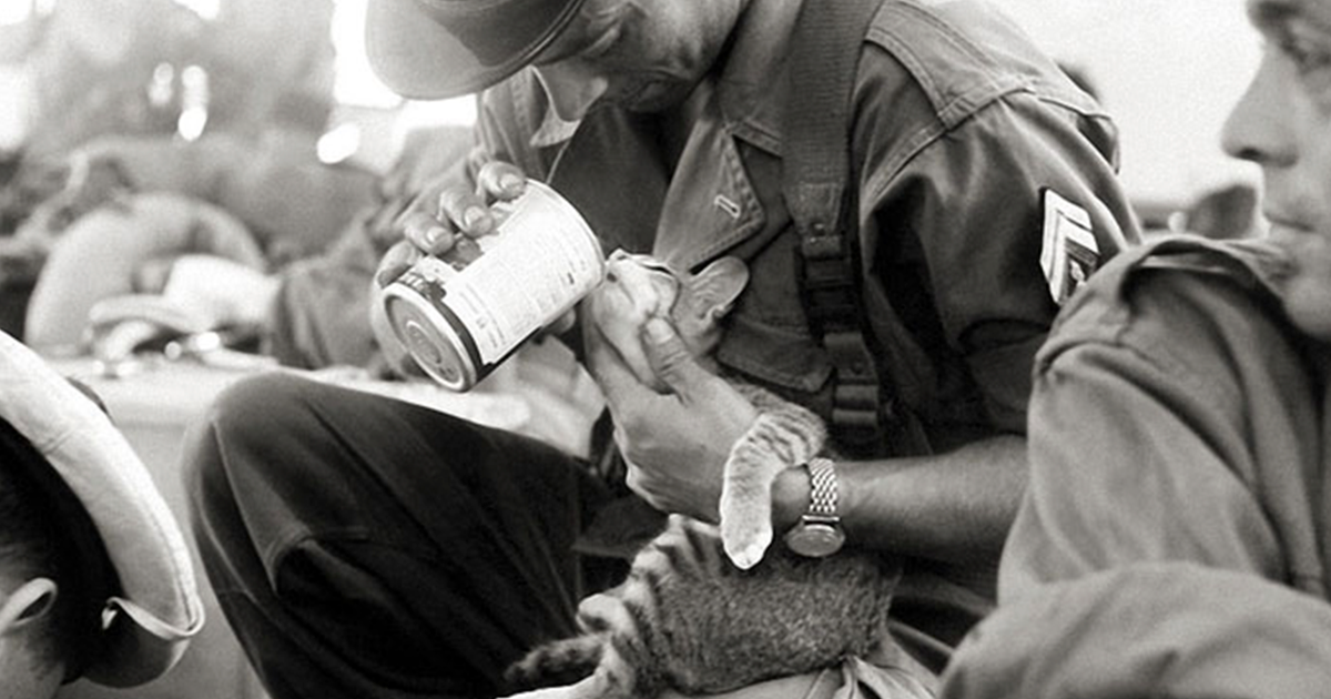 40 Best Vintage Cat Photos To Melt Your Heart | Bored Panda