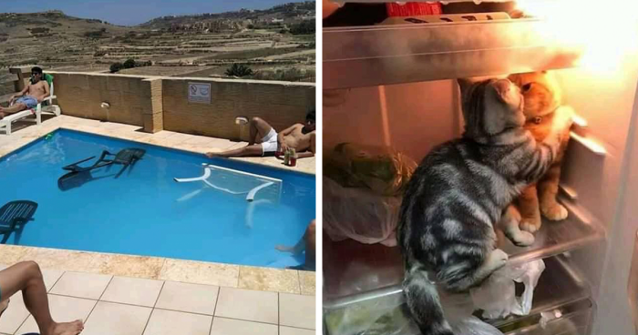 “Unusual Images”: 30 Of The Most Comically Bizarre Pics Shared By This ...