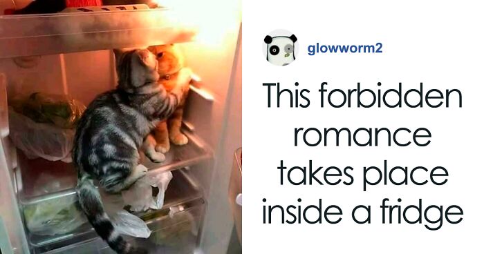 “Unusual Images”: 30 Of The Most Comically Bizarre Pics Shared By This ...