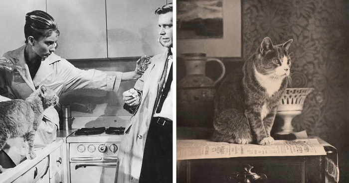 30 Vintage Photos Of Cats Posing With Famous People And Interesting ...