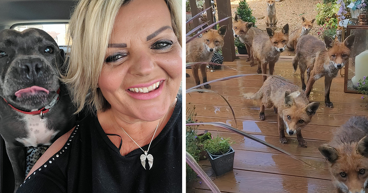 25 Years Ago, This Woman Began Feeding A Family Of Foxes, And Their ...