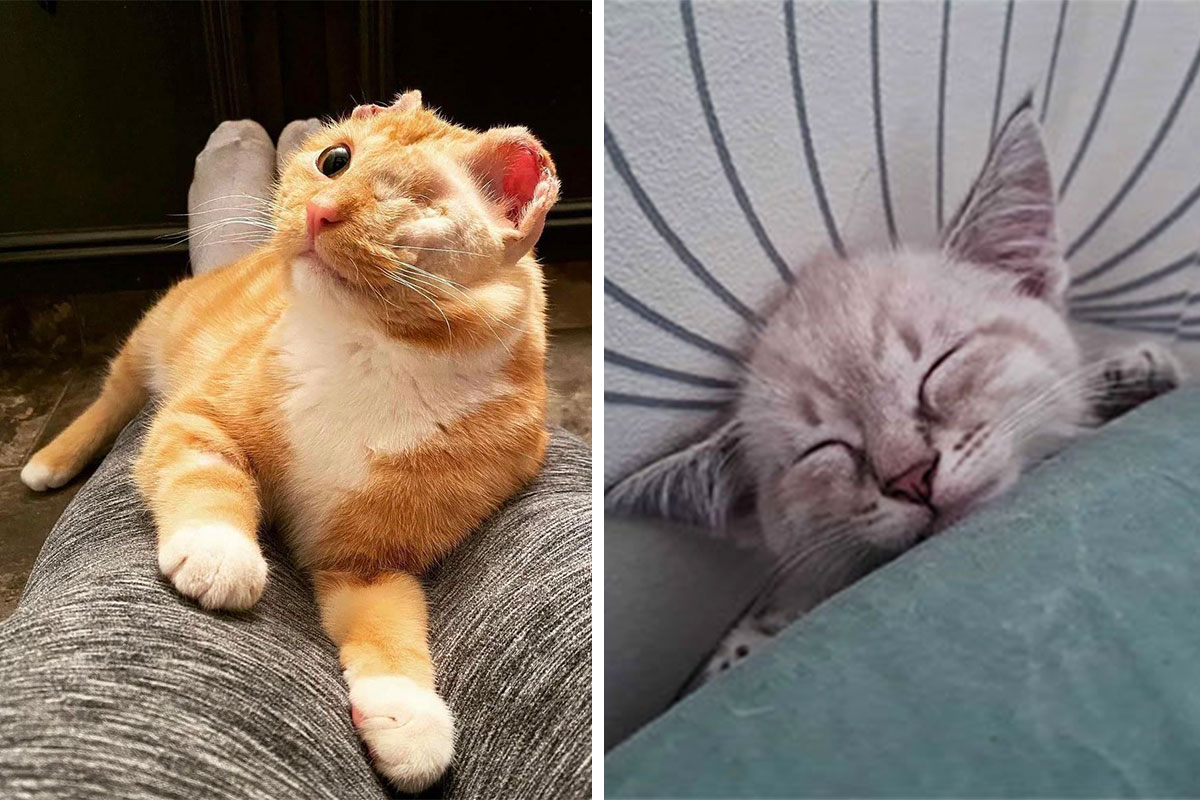 50 Adorable Pets Feeling At Home After Getting Adopted (July Edition ...