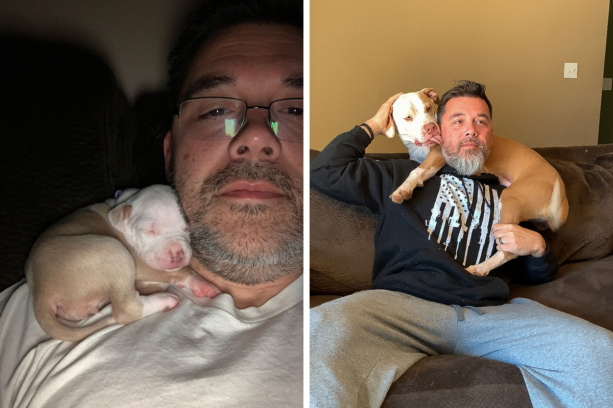 Pit Bull’s Adorable Naptime Ritual That Started At 3 Weeks Old ...