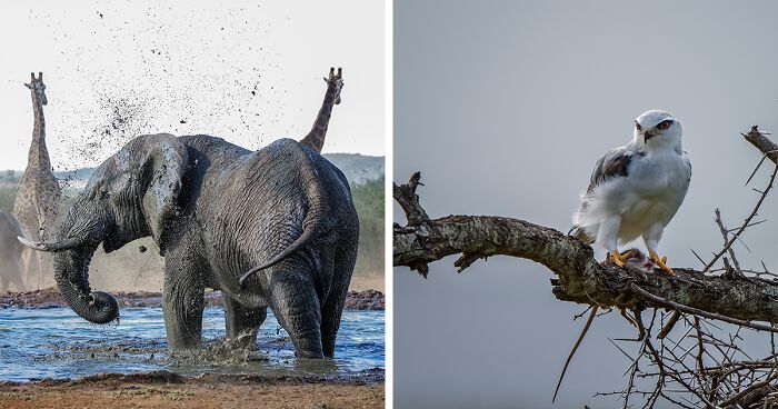 I Am A Photographer Passionate About Wildlife, Nature, And Conservation ...