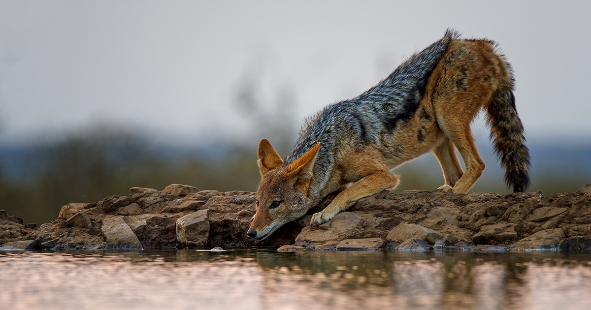 I Am A Photographer Passionate About Wildlife, Nature, And Conservation ...