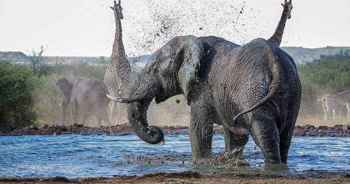 I Am A Photographer Passionate About Wildlife, Nature, And Conservation ...