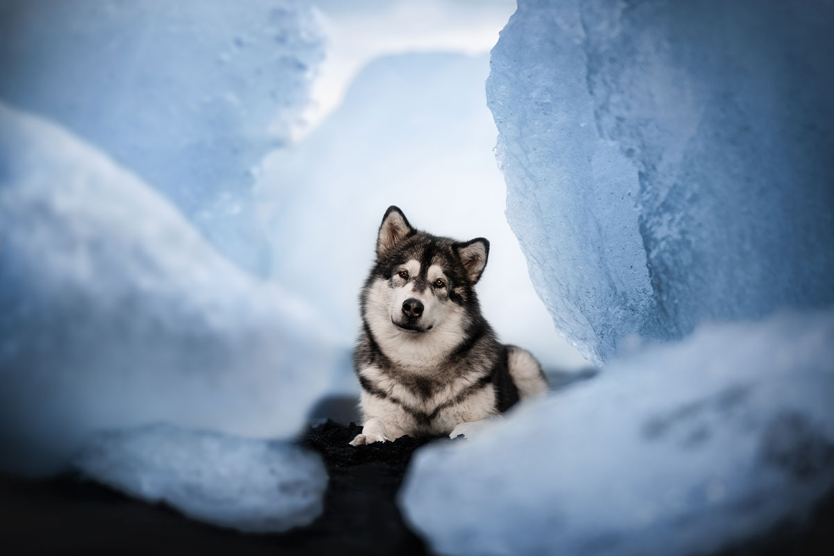 I Am A Dog Photographer And Here Are 20 Of My Best Shots Taken In ...