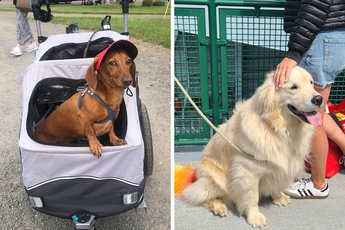 50 Of The Best Pics From The ‘Dogspotting’ Group Where People Share ...