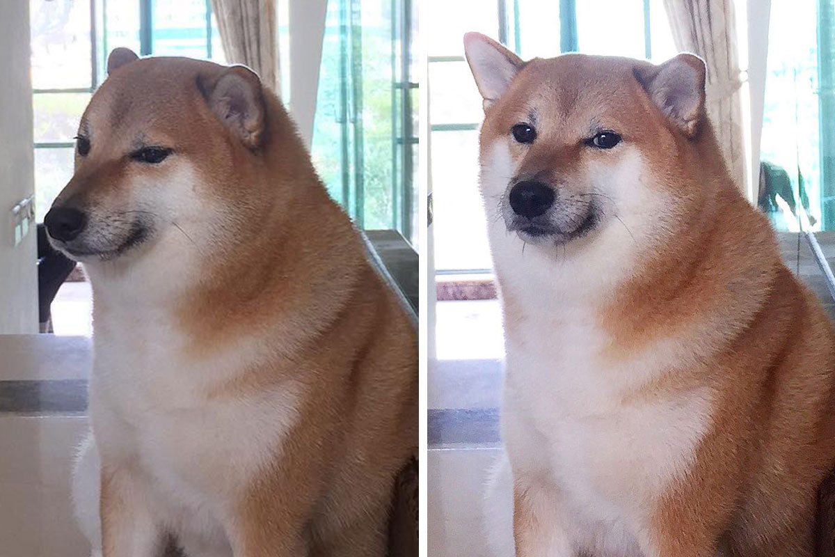 The Internet Is Devastated After ‘Doge’ Meme Star, Cheems, Passes Away After Undergoing Surgery ...