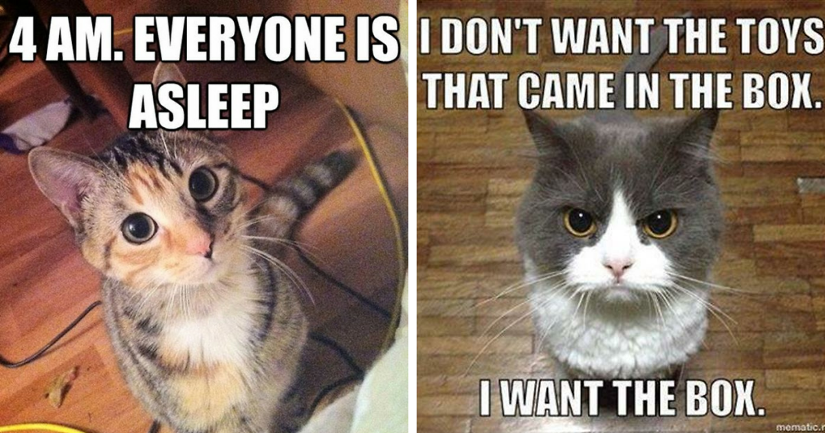 6 Hilarious Photos That Perfectly Explain Cat Logic | Bored Panda