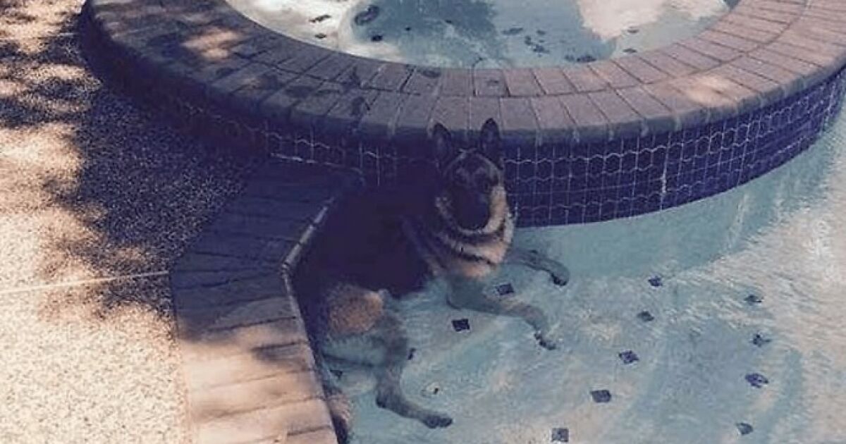 I Collected 18 Wholesome Dog Snaps That Might Make Your Day A Little ...