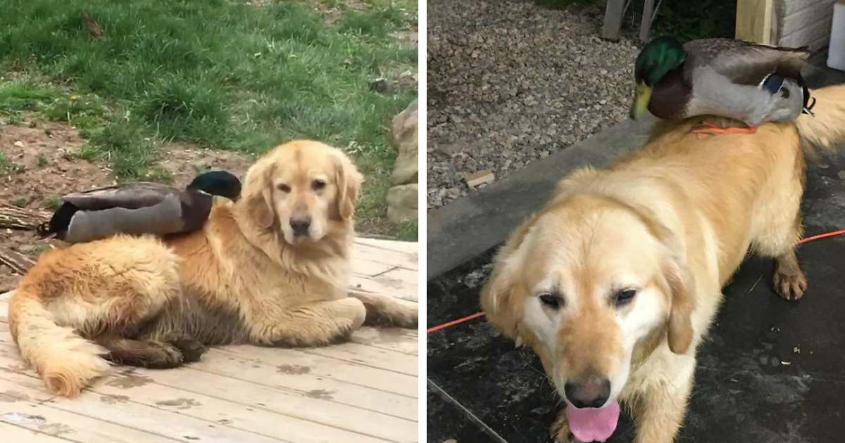 Wild Duck And Dog Meet Every Night For A Swim And Become Best Friends ...