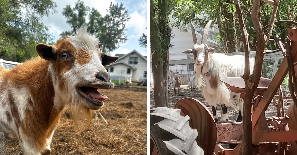 Rescue Goats And Sheep Living Their Best Life (37 Pics) | Bored Panda