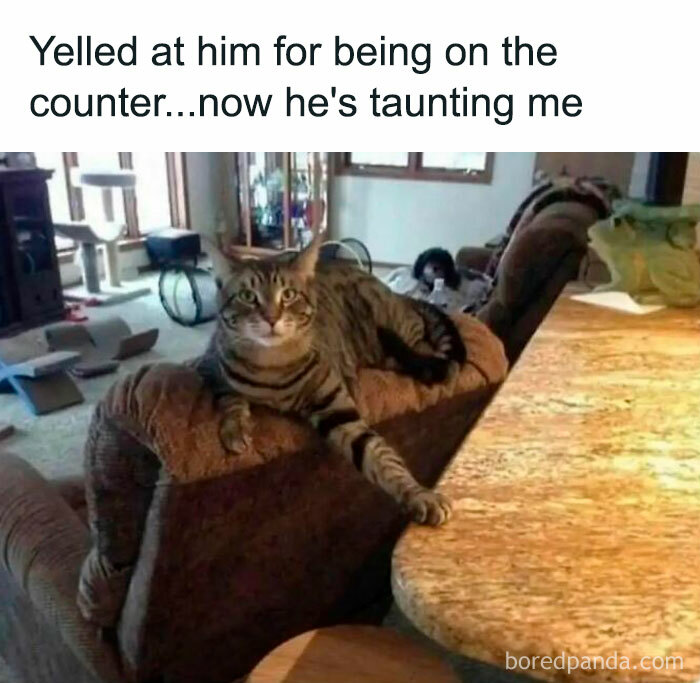 50 Hilarious Cat Memes From Happycat318 Instagram Account We’re ...