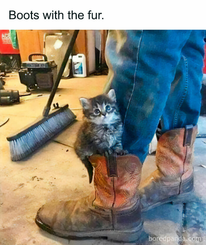 50 Hilarious Cat Memes From Happycat318 Instagram Account We’re ...