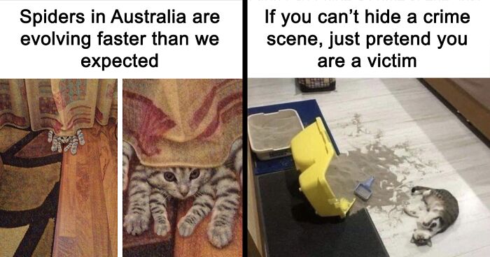 50 Hilarious Cat Memes From Happycat318 Instagram Account We’re ...