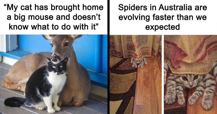 50 Hilarious Cat Memes From Happycat318 Instagram Account We’re ...