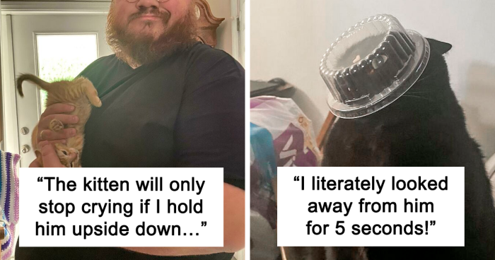 This Twitter Page Is Home To ‘Unexplainable’ Cat Behaviors, And Here ...