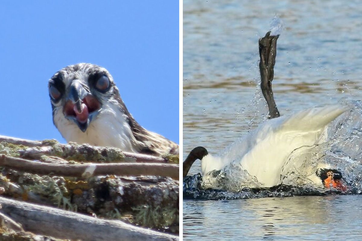 This Facebook Group Is Dedicated To Hilariously Bad Attempts At ...