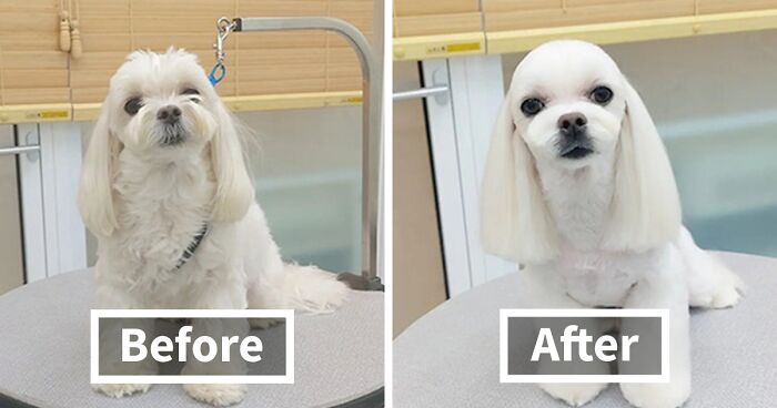 In Korea, A Dog Grooming Salon Goes Viral For ‘Cute’ Styling ...