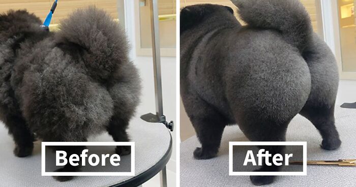 In Korea, A Dog Grooming Salon Goes Viral For ‘Cute’ Styling ...