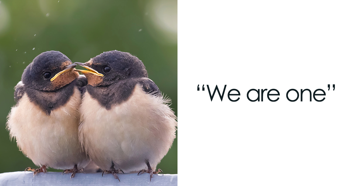 I Managed To Capture 33 Magical Moments Of Birds In Nature | Bored Panda