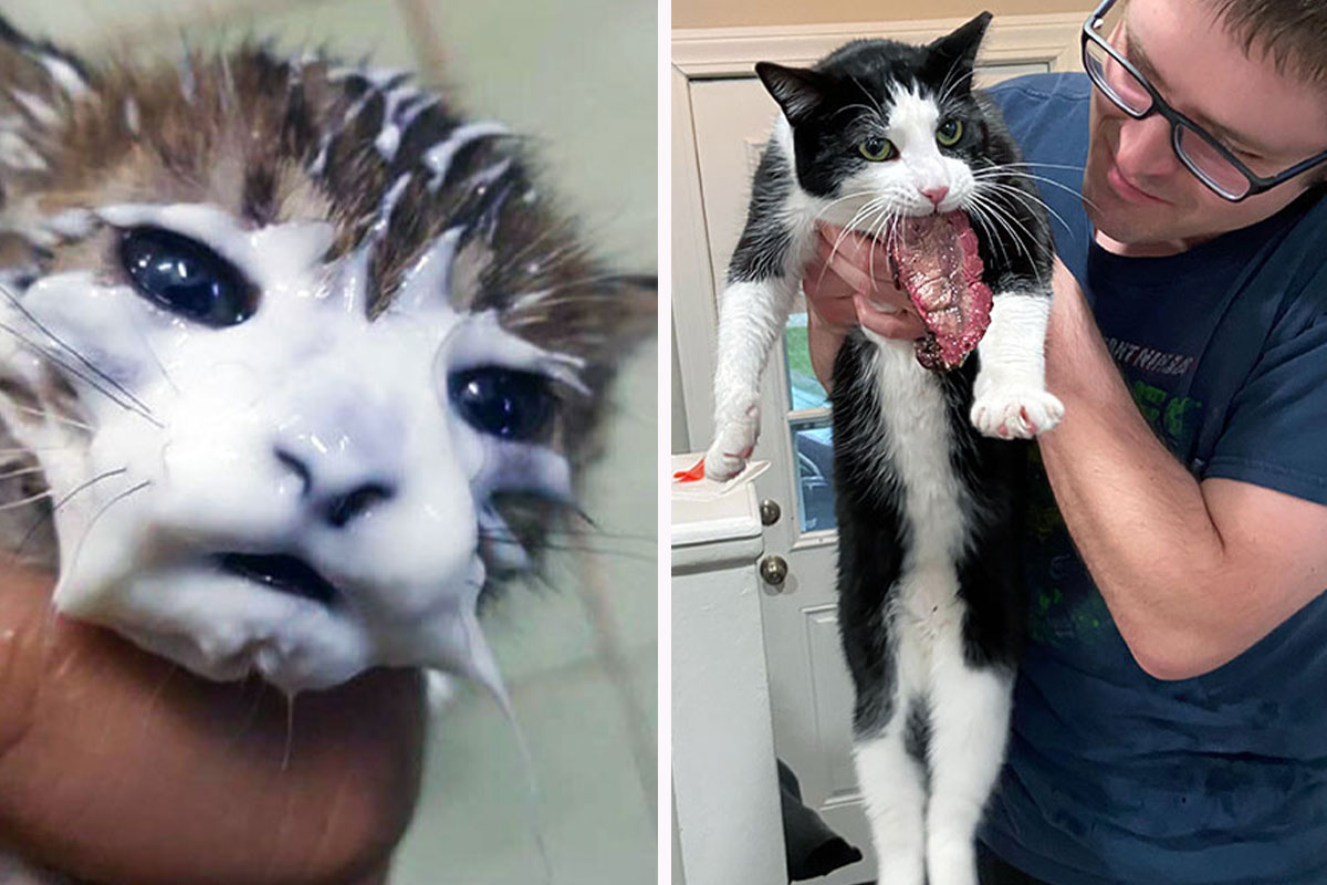 50 Hilarious Times Pets Didn’t Get Away With Stealing Food (New Pics ...