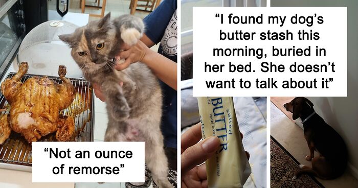 50 Hilarious Times Pets Didn’t Get Away With Stealing Food (New Pics ...