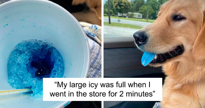 50 Hilarious Times Pets Didn’t Get Away With Stealing Food (New Pics ...